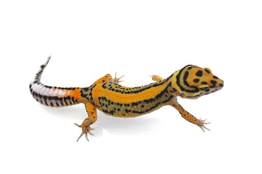 Mandarin Tangerine Zorro Bandit Leopard Gecko by Wildcard Geckos ...
