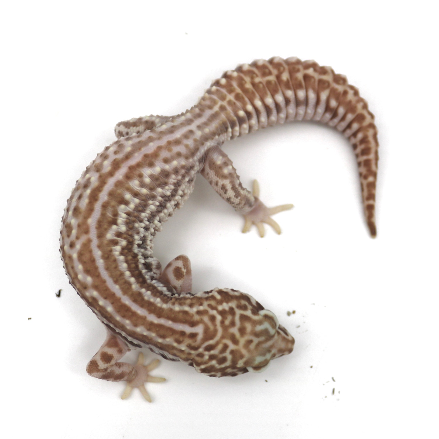 Super Snow Radar Holdback Release Leopard Gecko by Wildcard Geckos ...