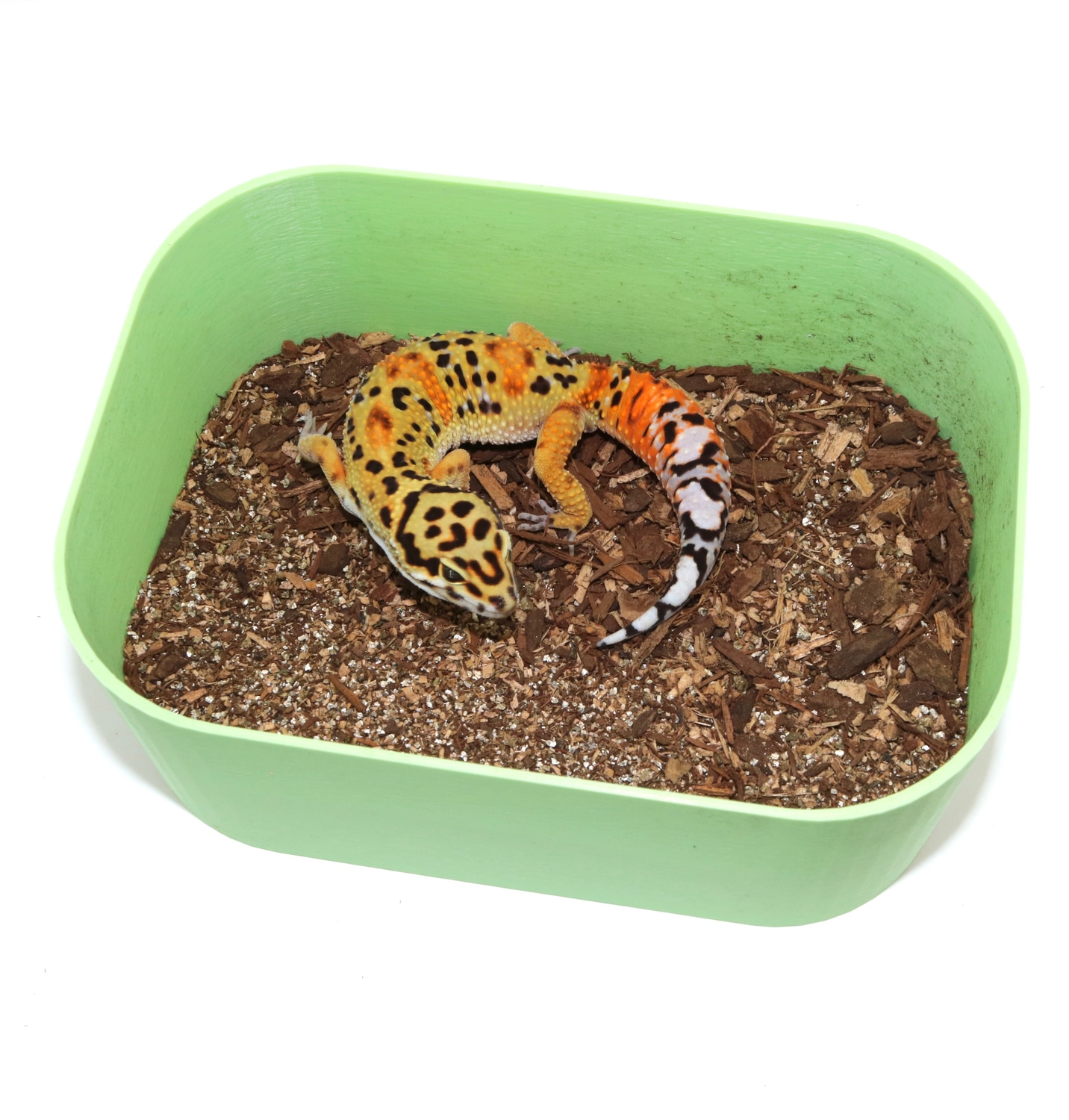 Clown Red Stripe Male 2022 Leopard Gecko by Wildcard Geckos - MorphMarket