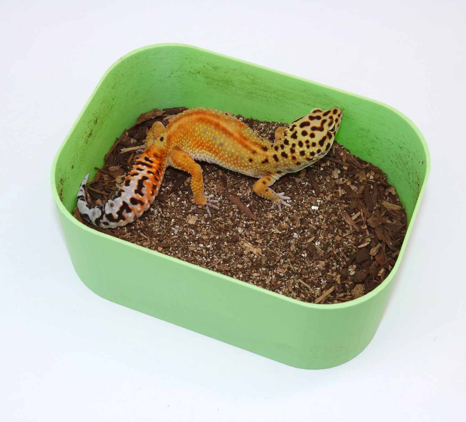 Clown Red Stripe Leopard Gecko by Wildcard Geckos - MorphMarket