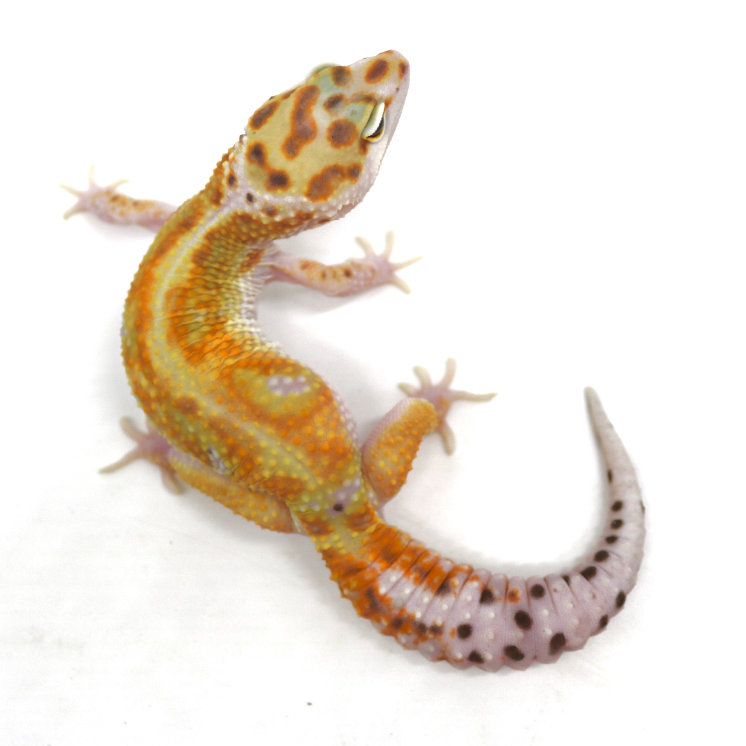 Clown Red Stripe Leopard Gecko by Wildcard Geckos - MorphMarket