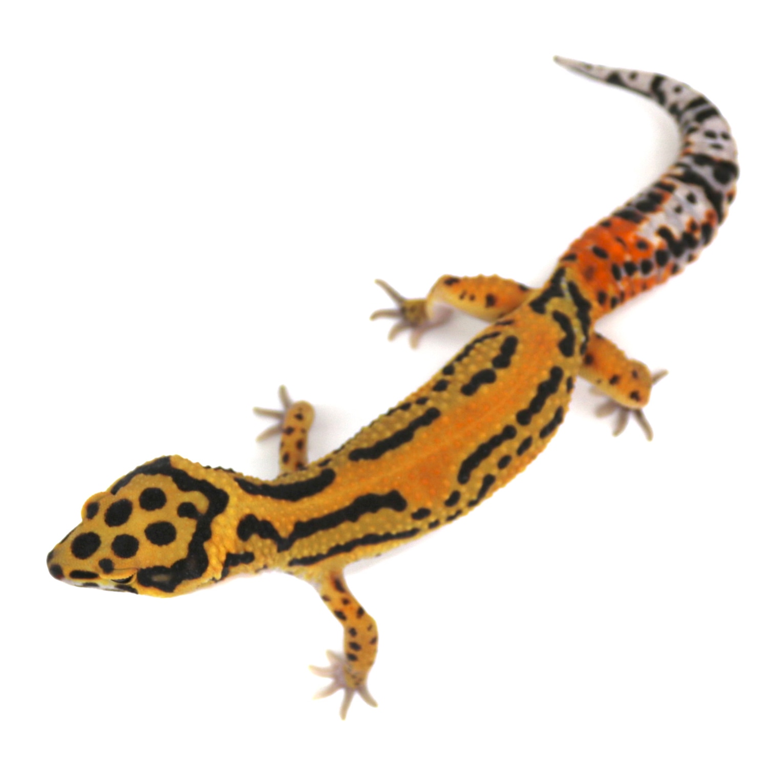 Mandarin Tangerine Zoro Bandits Leopard Gecko by Wildcard Geckos ...