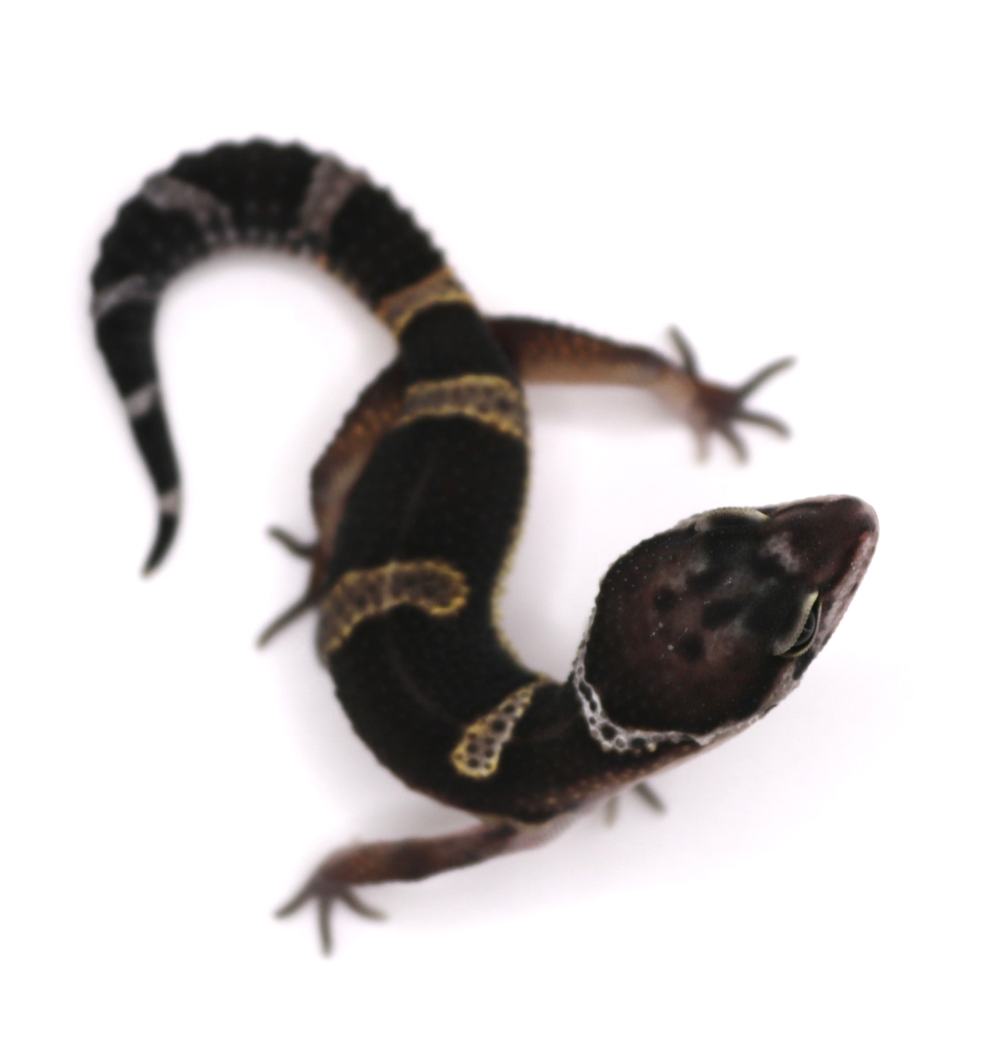 Black Night Male Low Pos Het Tremper Leopard Gecko by Wildcard Geckos ...