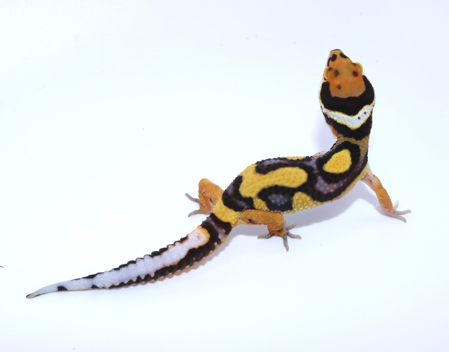 Firebold Bandit Het Eclipse Pos Het Tremper Leopard Gecko by Wildcard ...
