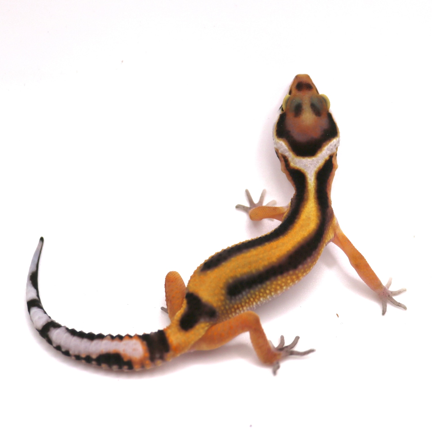 Firebold Bengal Bold Bandit Tangerine Leopard Gecko by Wildcard Geckos ...