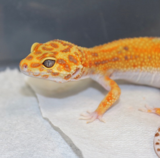 Red Diamond Leopard Gecko by Wildcard Geckos