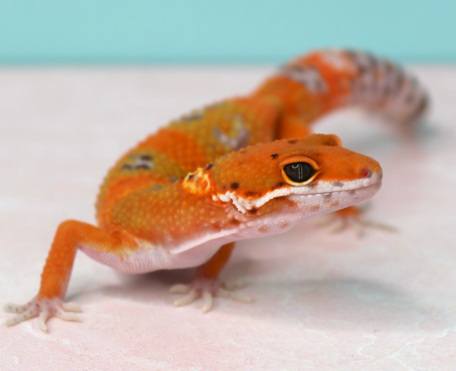 Clown Electric Inferno Leopard Gecko by Wildcard Geckos - MorphMarket