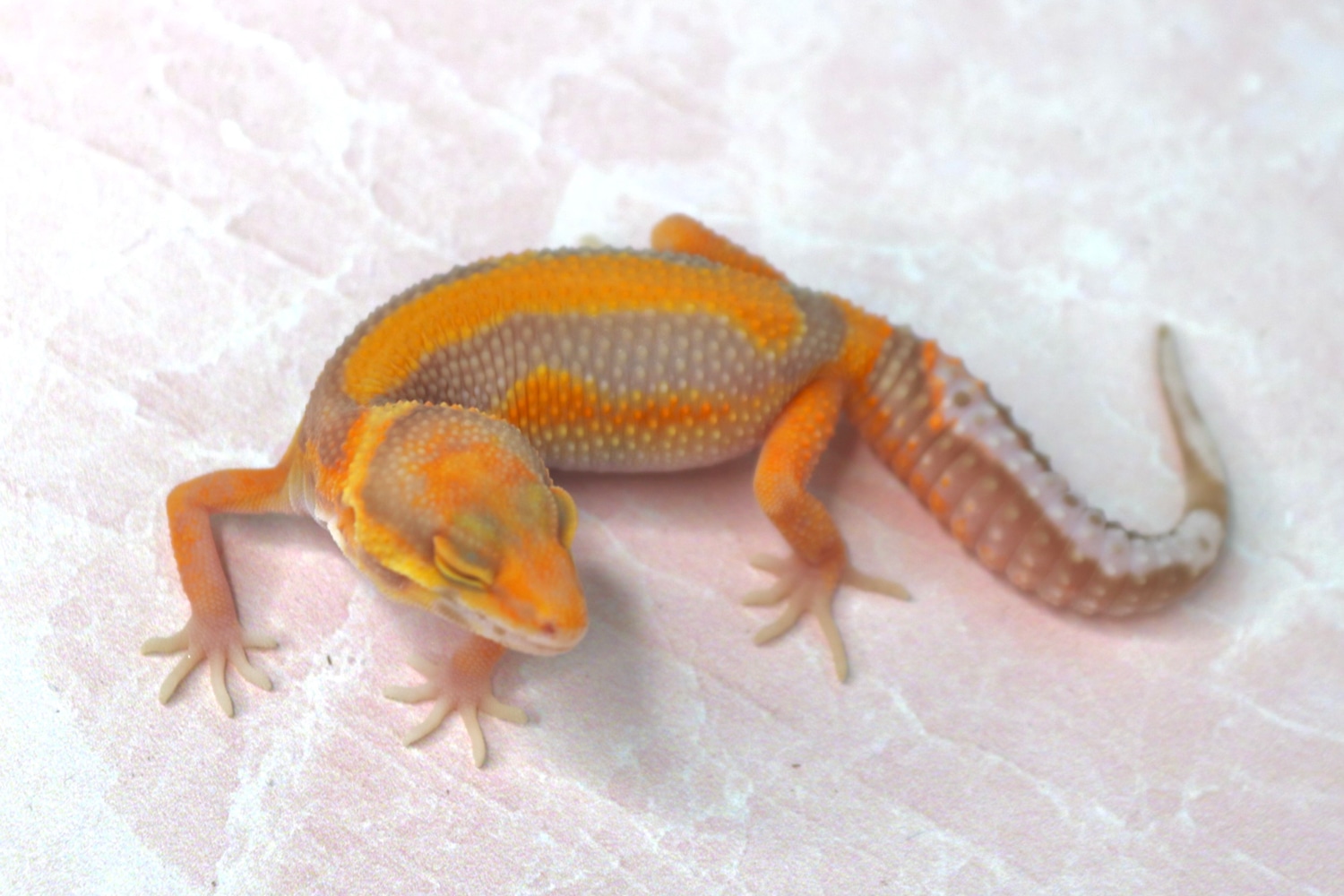 Burning Blood Rainwater Blue Amber Eye Leopard Gecko by Wildcard Geckos ...