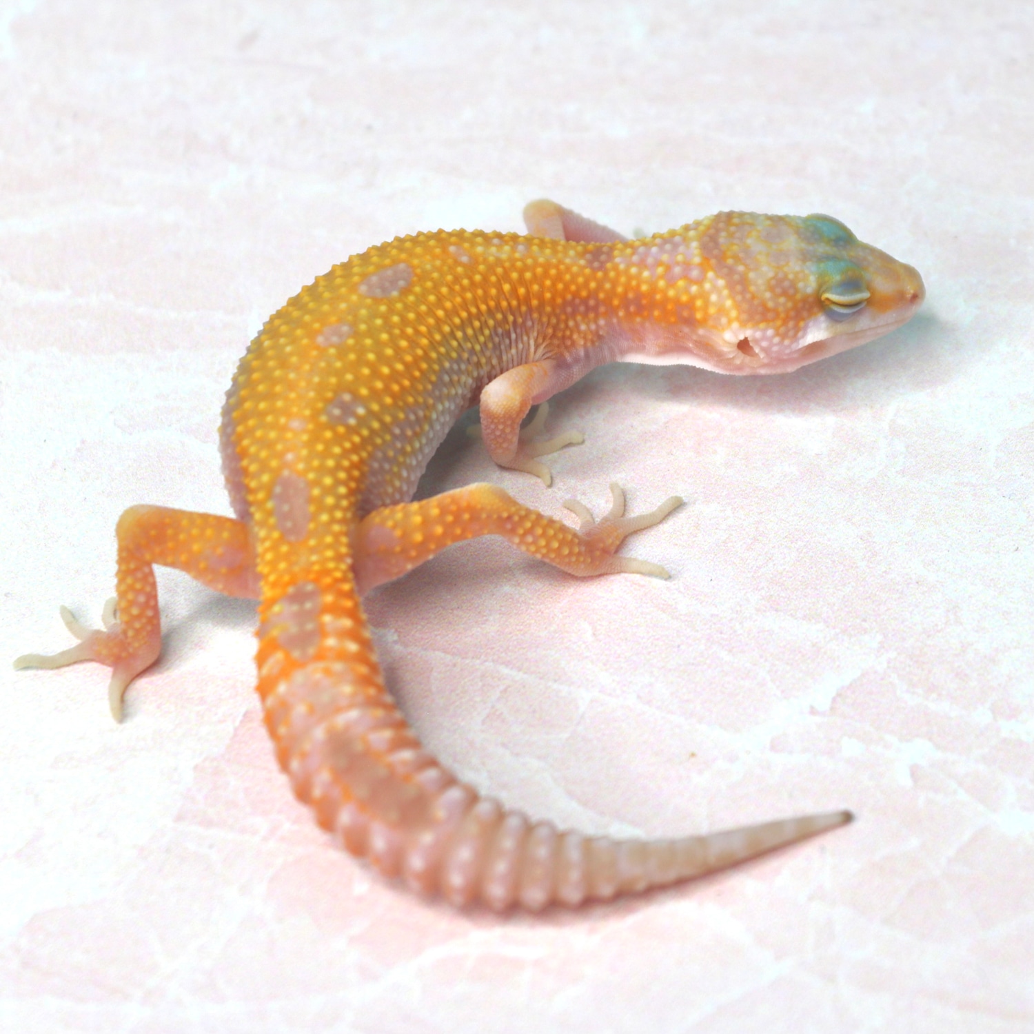 Tremper Cipher Leopard Gecko by Wildcard Geckos - MorphMarket