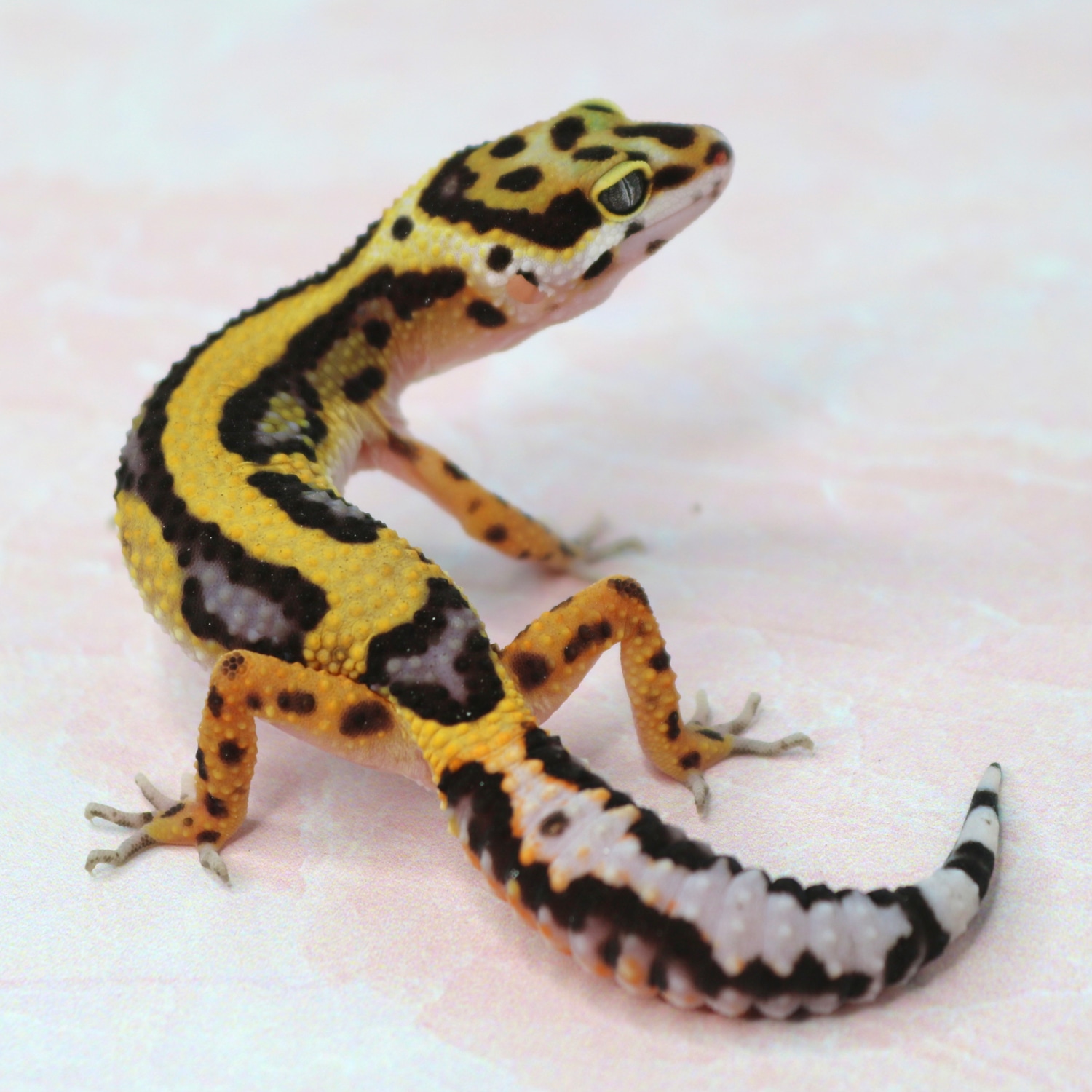 Firebold Bold Bandit Leopard Gecko by Wildcard Geckos - MorphMarket