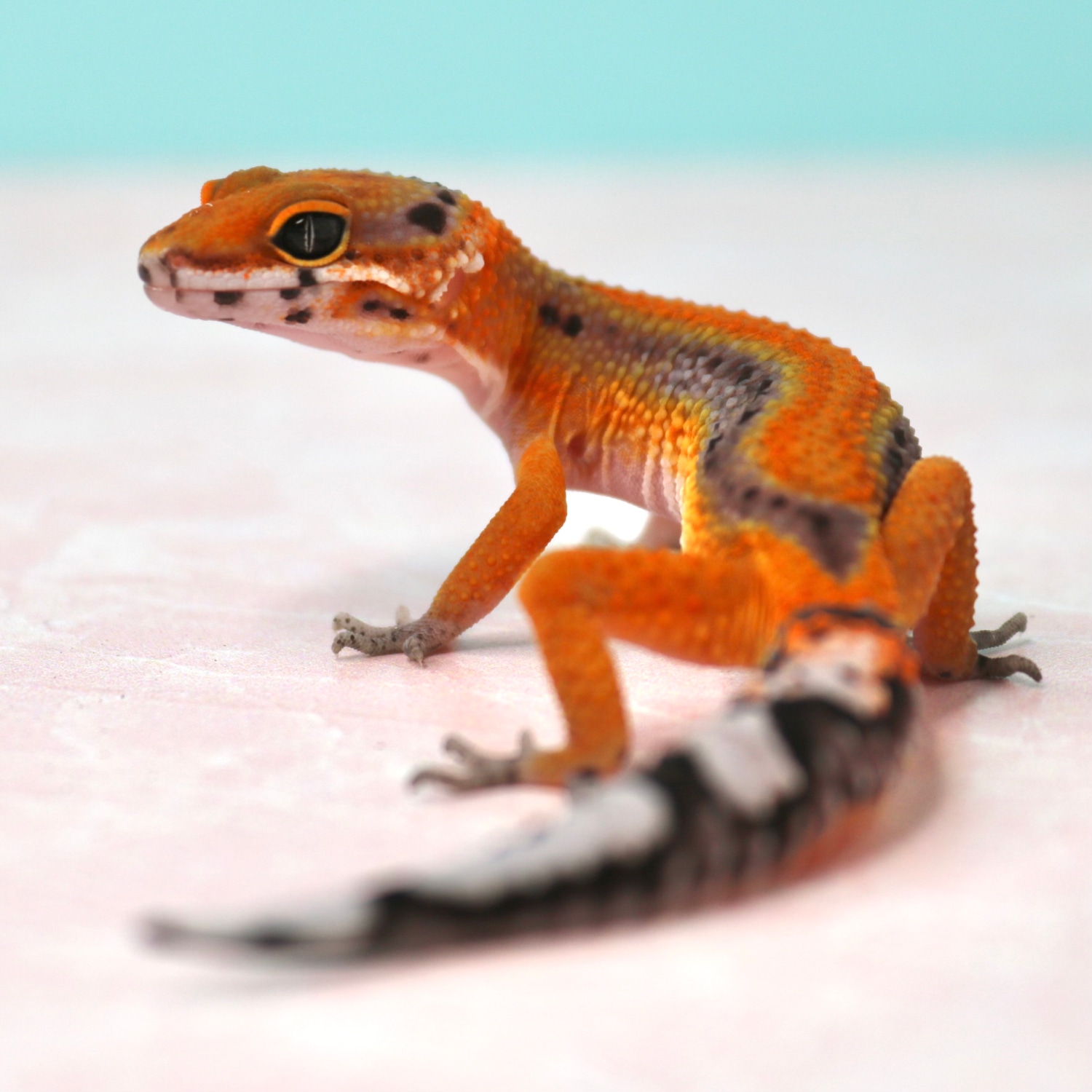 Atomic Joker Leopard Gecko by Wildcard Geckos - MorphMarket