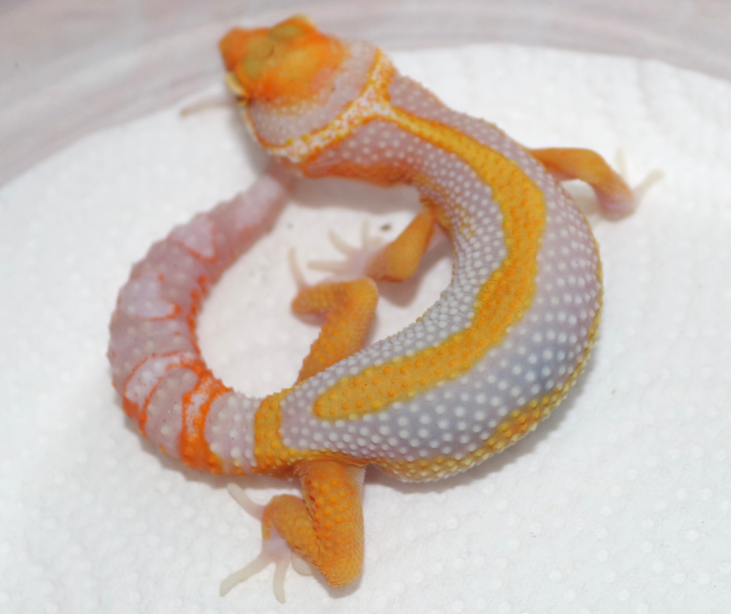 Atomic Joker Tremper Leopard Gecko by Wildcard Geckos - MorphMarket