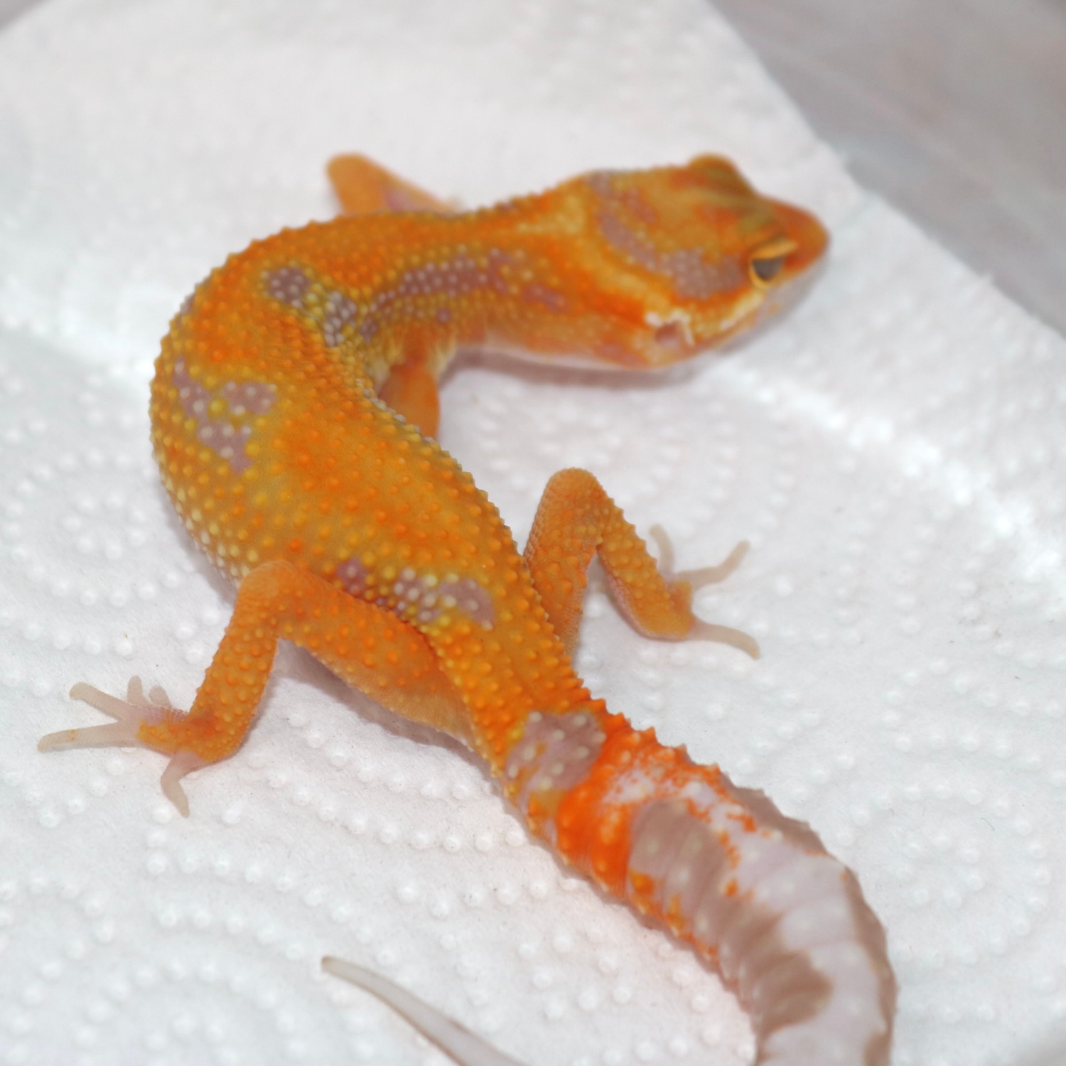 Atomic Tremper Joker Leopard Gecko by Wildcard Geckos - MorphMarket