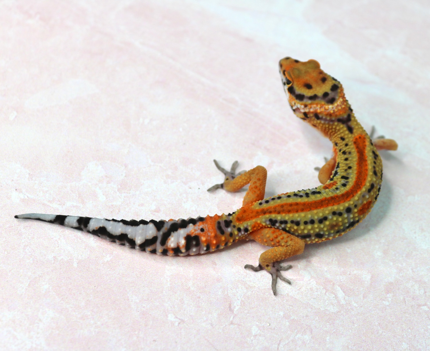 Atomic Joker Leopard Gecko by Wildcard Geckos - MorphMarket
