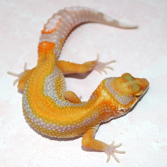 Atomic Joker Tremper Leopard Gecko by Wildcard Geckos