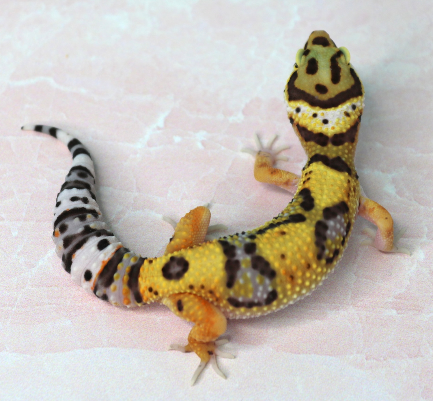Hyper Xanthic Eclipse X Gem Joker Leopard Gecko by Wildcard Geckos ...