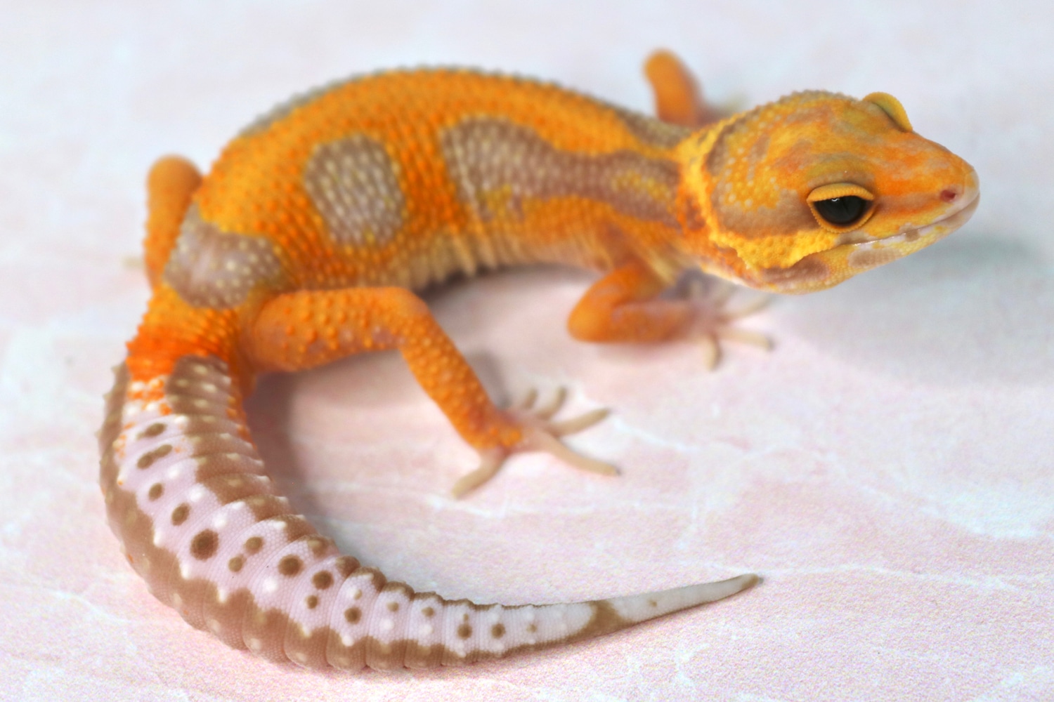 Burning Blood Blue Amber Eye Rainwater Leopard Gecko by Wildcard Geckos ...