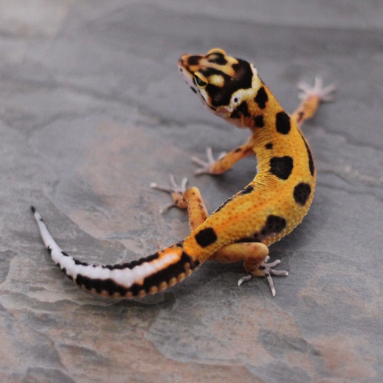 Bengal X Tangerine Bold Jungle | Female – Series BG02-1 Leopard Gecko by Wildcard Geckos