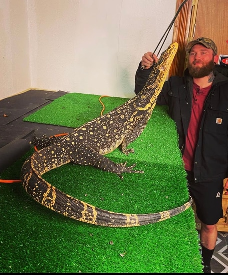 Cbb Varanus Cumingi \ Sumatran Water Monitor by Wildcards_reptiles