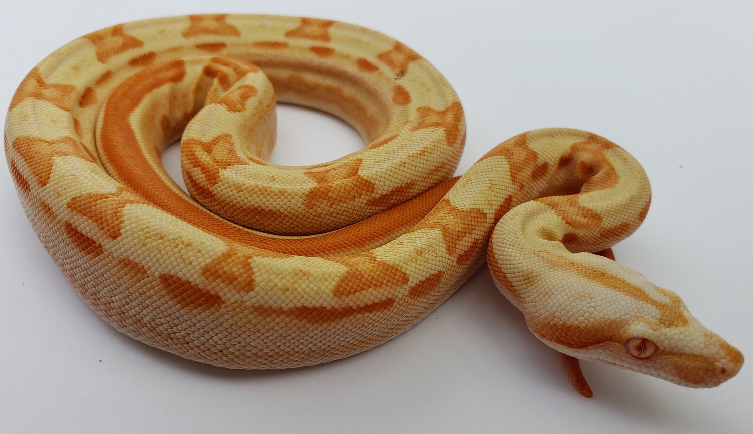 Kahl Albino Junglow Motley Boa Constrictor by Wildcat's Reptile's ...
