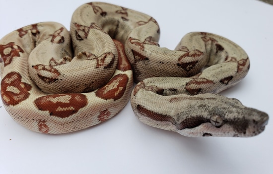 Hypo Het Kahl Albino Boa Constrictor by Wildcat's Reptile's