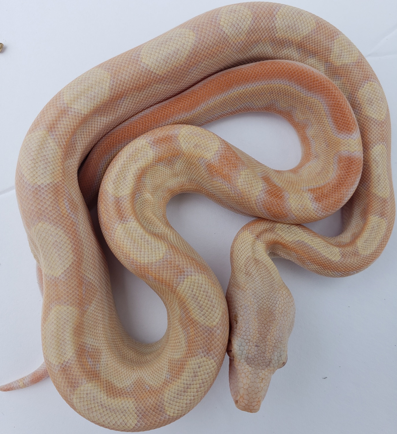 Lipstick Lime Albino Motley Boa Constrictor by Wildcat's Reptile's ...