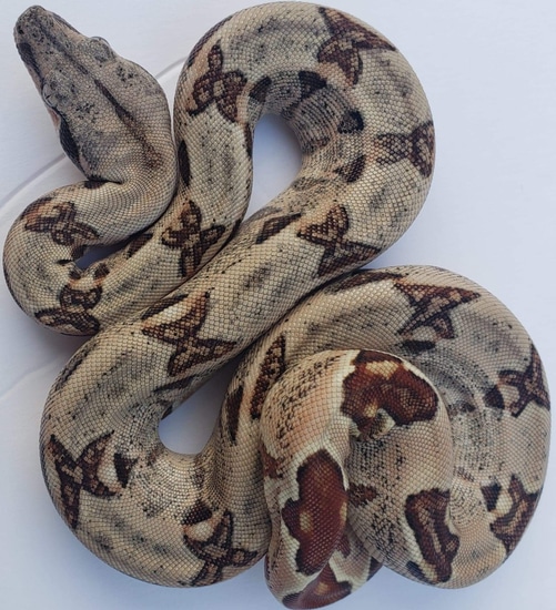Hypo 100% Kahl Albino Boa Constrictor by Wildcat's Reptile's