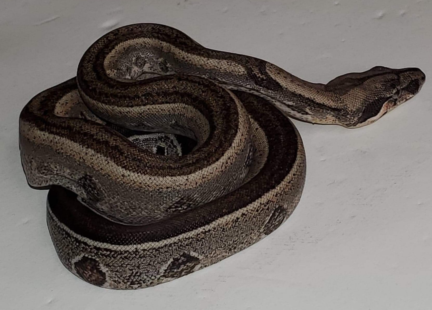 Het Albino Genetic Stripe Het Leopard Boa Constrictor by Wildcat's ...