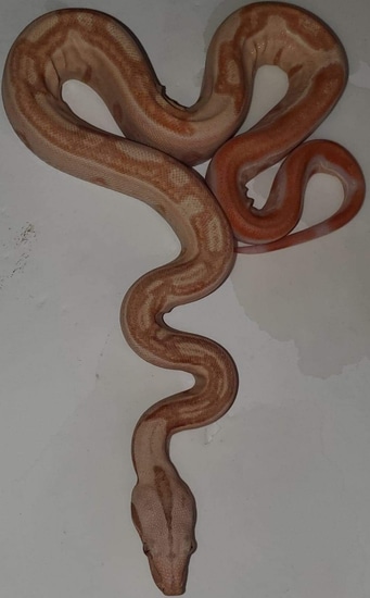 Kahl Albino Super Stripe Het Leopard Boa Constrictor by Wildcat's Reptile's