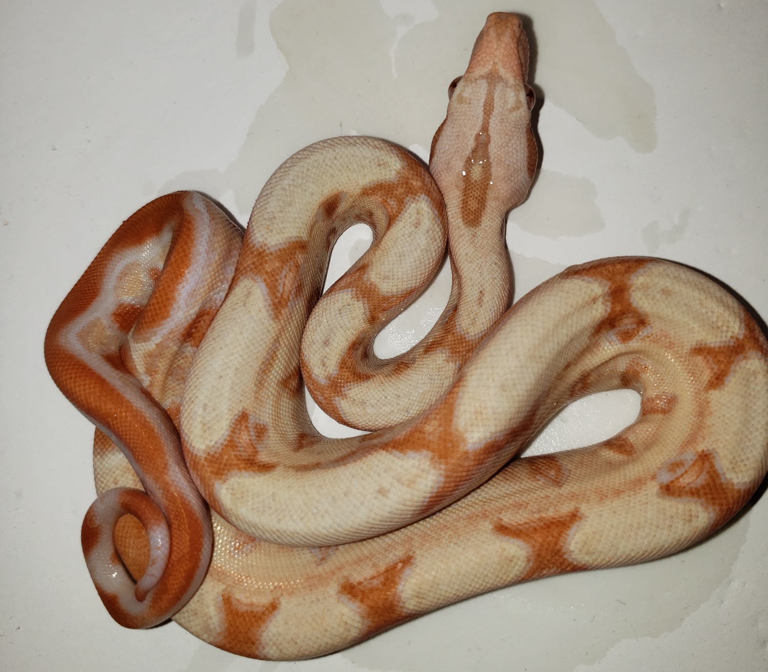 Kahl Albino Het Leopard Boa Constrictor by Wildcat's Reptile's ...