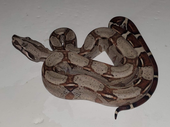 Het Leopard Het Albino Boa Constrictor by Wildcat's Reptile's