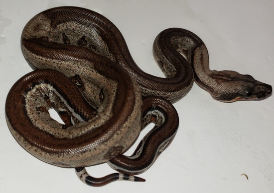 Het Kahl Albino Het Leopard Super Stripe Boa Constrictor by Wildcat's ...