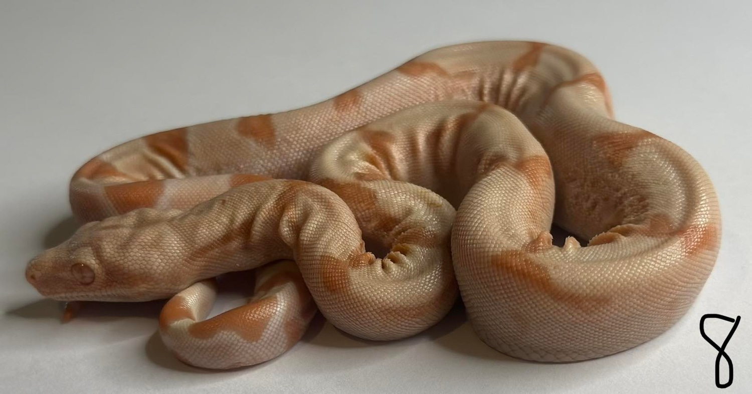 Lipstick Possible Super Hypo Boa Constrictor by Wildcat's Reptile's ...