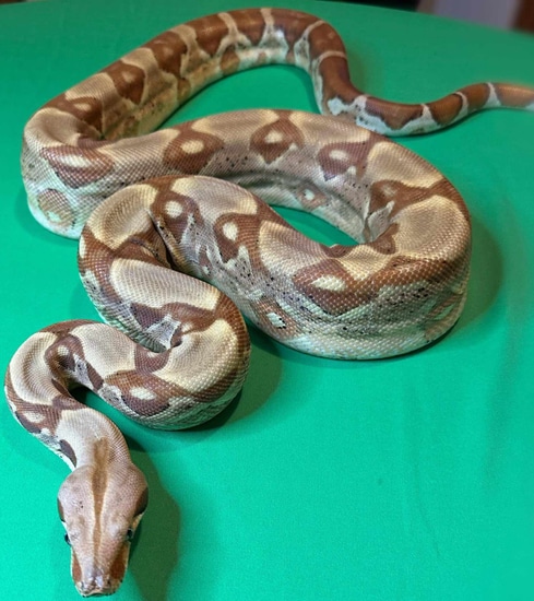 Paraglow Boa Constrictor by Wildcat's Reptile's
