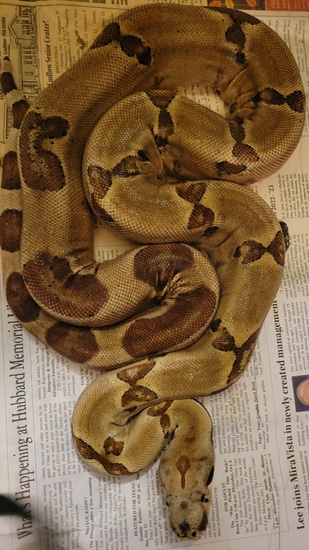 Super Hypo Jungle 100% Het Kahl Albino Boa Constrictor by Wildcat's ...