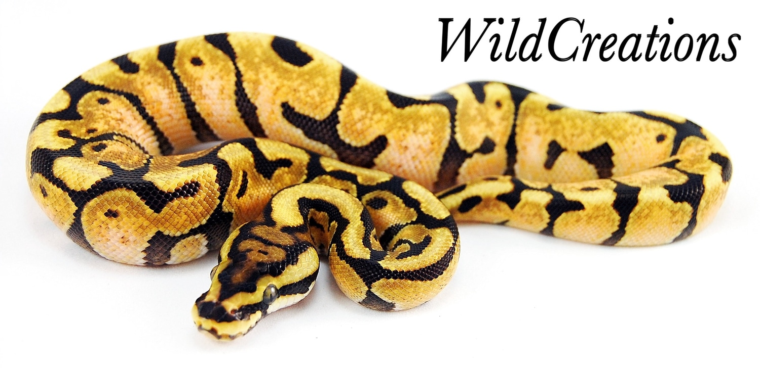 Enchi Spotnose Ball Python by WildCreations - MorphMarket