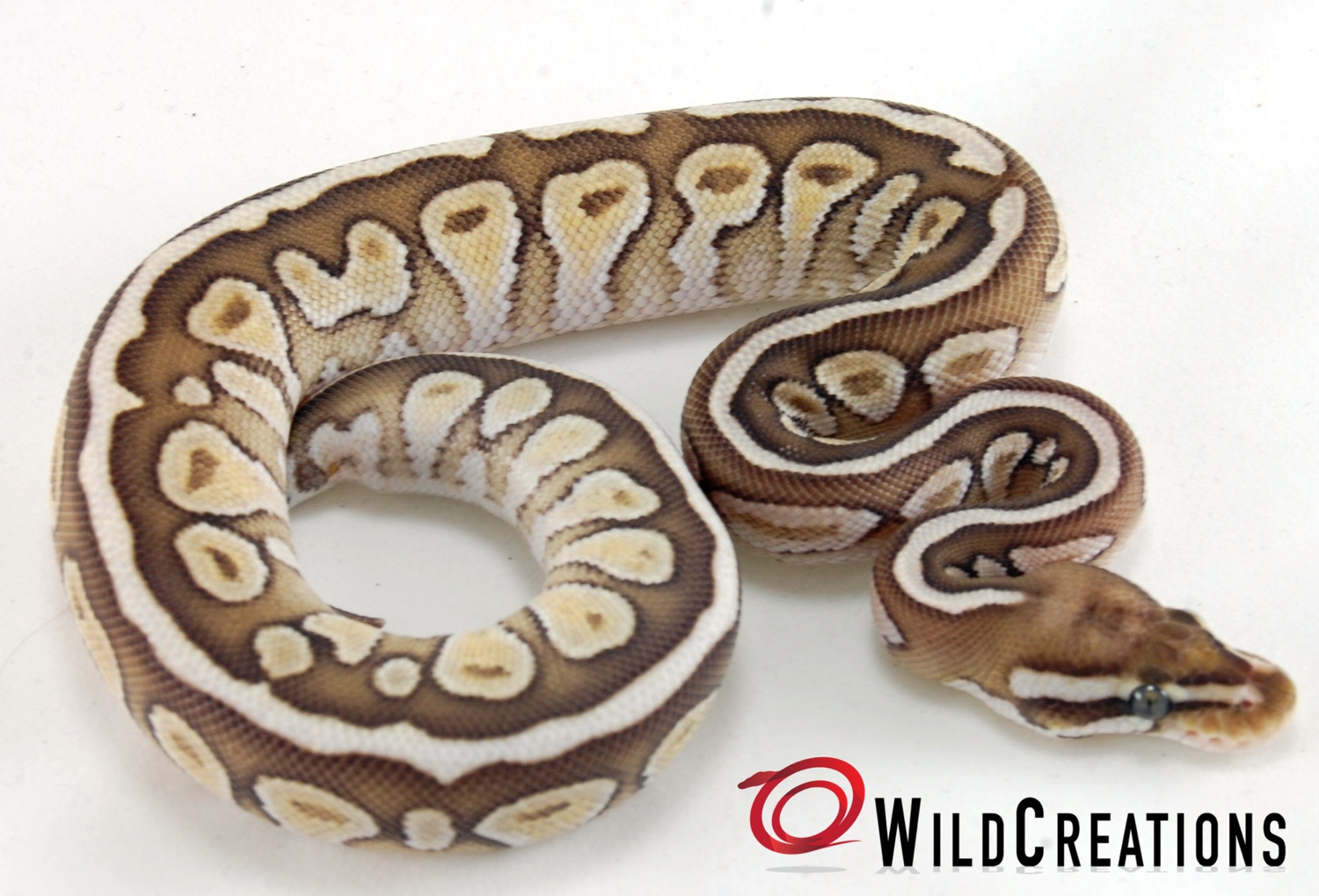 Lesser Spotnose Possible Quake 50% Het Black Lace Ball Python by ...