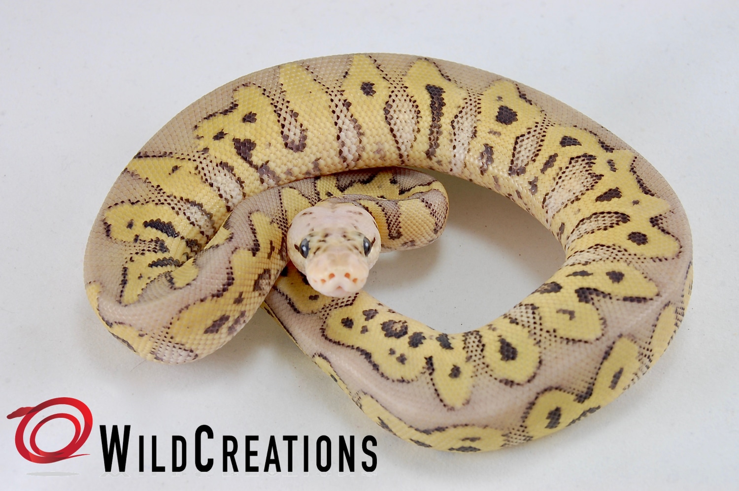 Super Pastel Clown Ball Python by WildCreations - MorphMarket