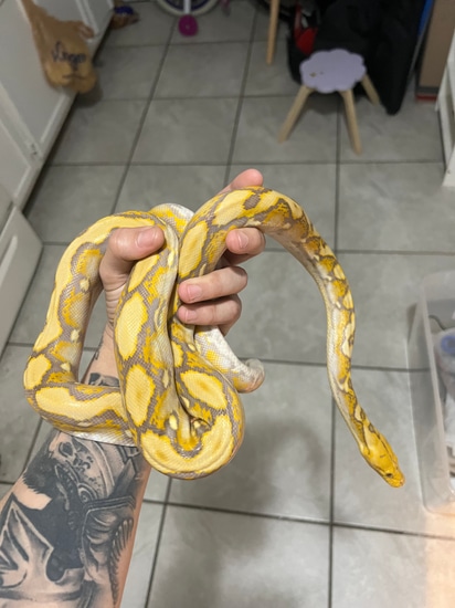 SD Purple Albino 100% Het Snow Reticulated Python by BigBossExoticsLLC