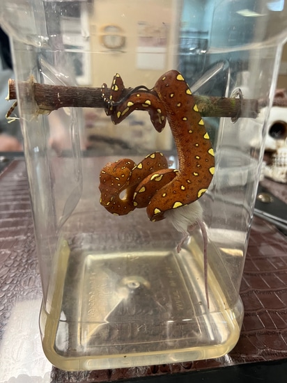 Cbb Red Biak Green Tree Python by BigBossExoticsLLC