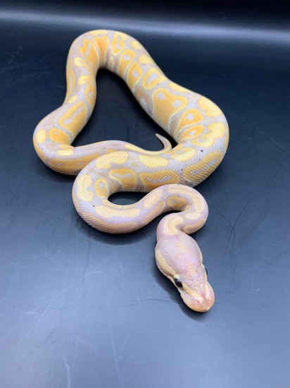 Banana Sentinel Ball Python By Bigbossexoticsllc