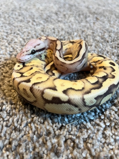 Female Vanilla Scream Ball Python by WildEarthExotics