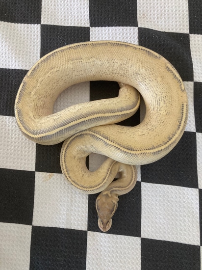 Highway Het Piebald Ball Python by WildEarthExotics