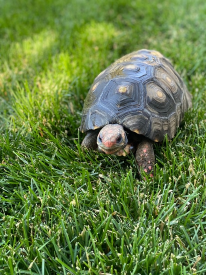 Adult Female Cherry Head Red-Footed Tortoise by WildEarthExotics