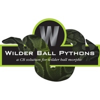 Ball Python Clutch: 3 by Wilder Ball Pythons - MorphMarket