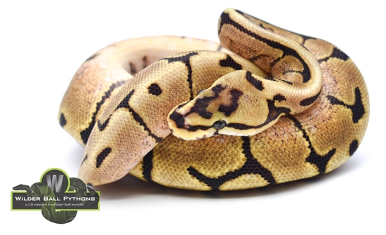 Enchi Spider Yellowbelly Ball Python by Wilder Ball Pythons