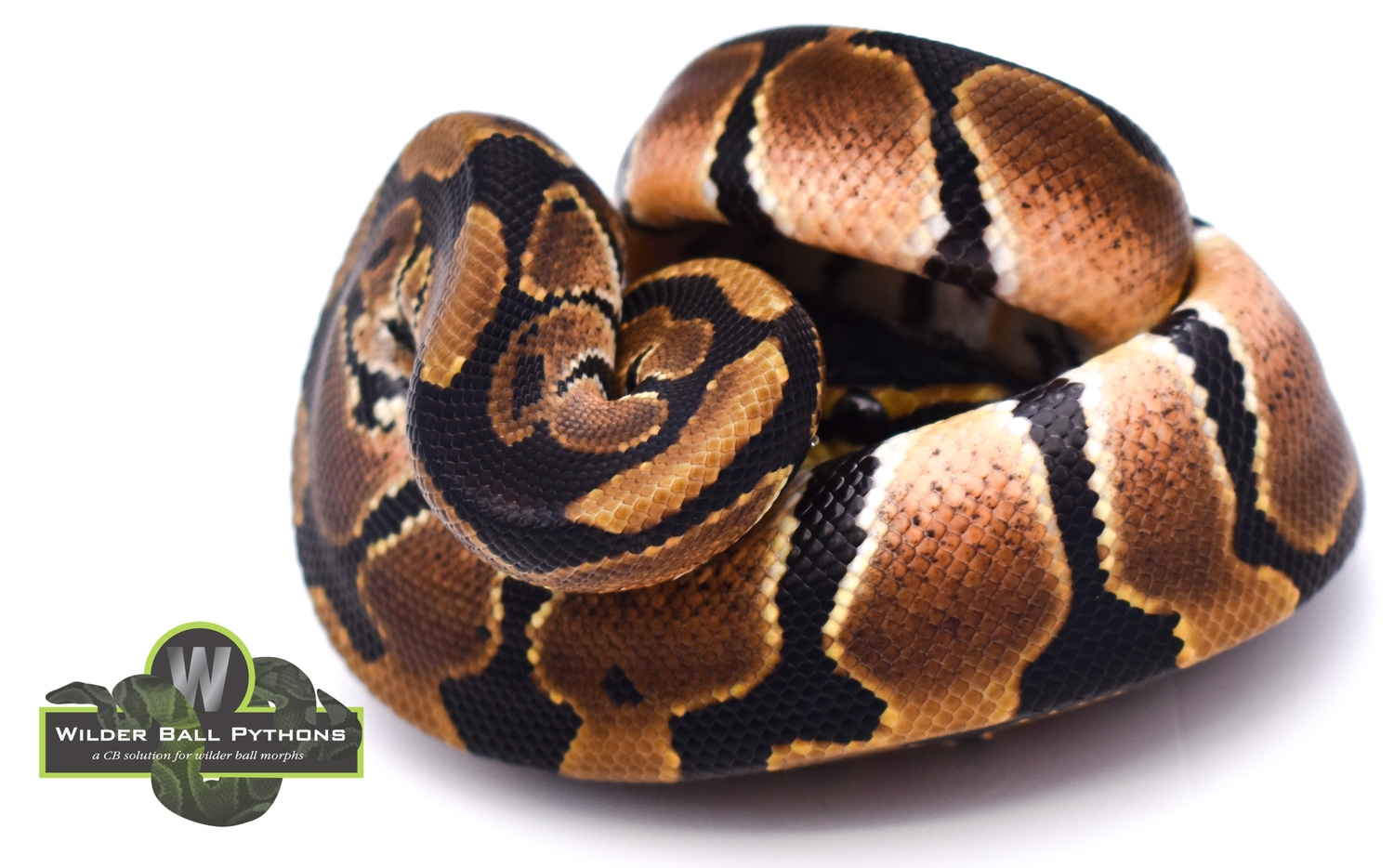 Normal Ball Python by Wilder Ball Pythons - MorphMarket