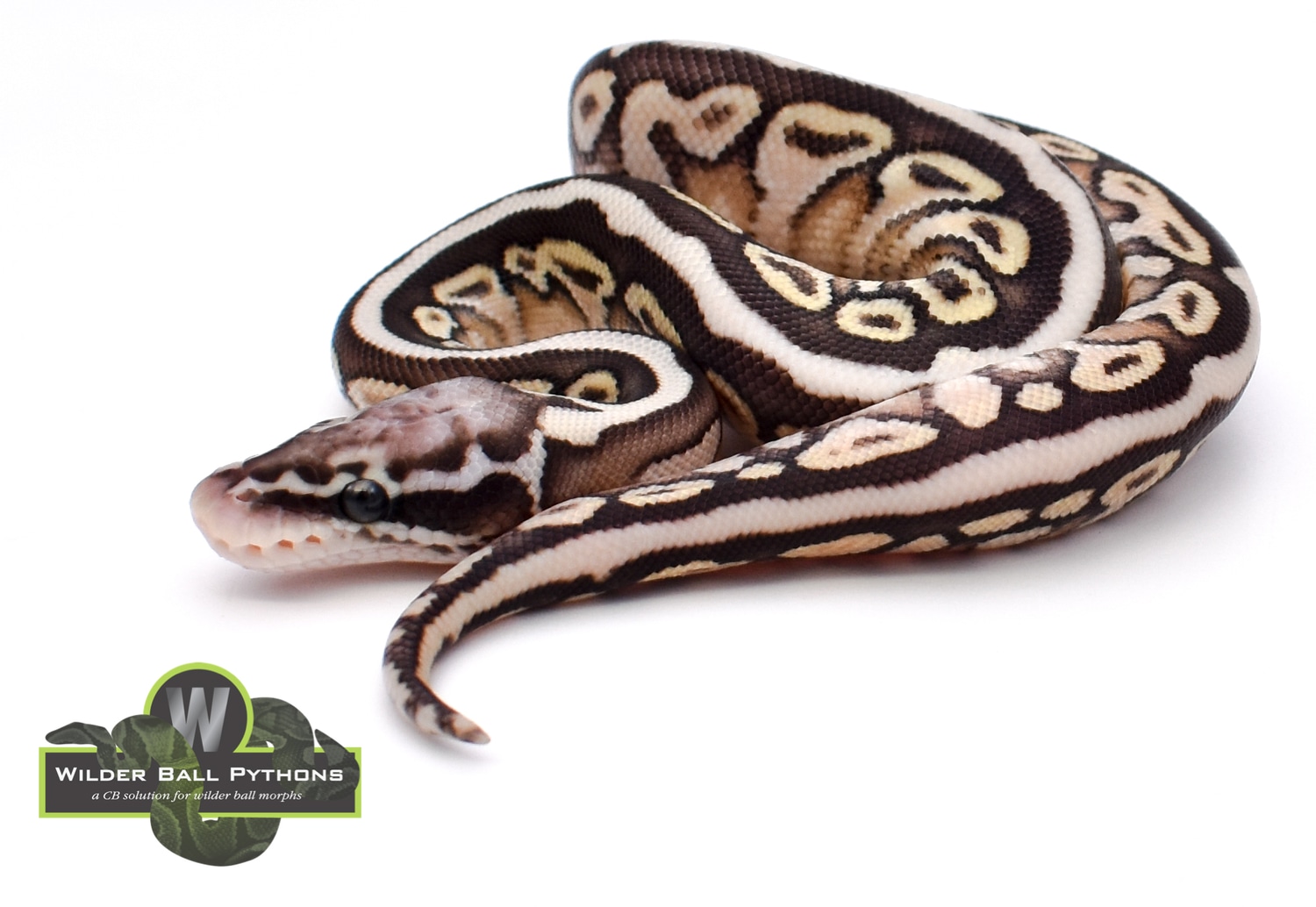 Pastel Lesser Spotnose Ball Python by Wilder Ball Pythons - MorphMarket