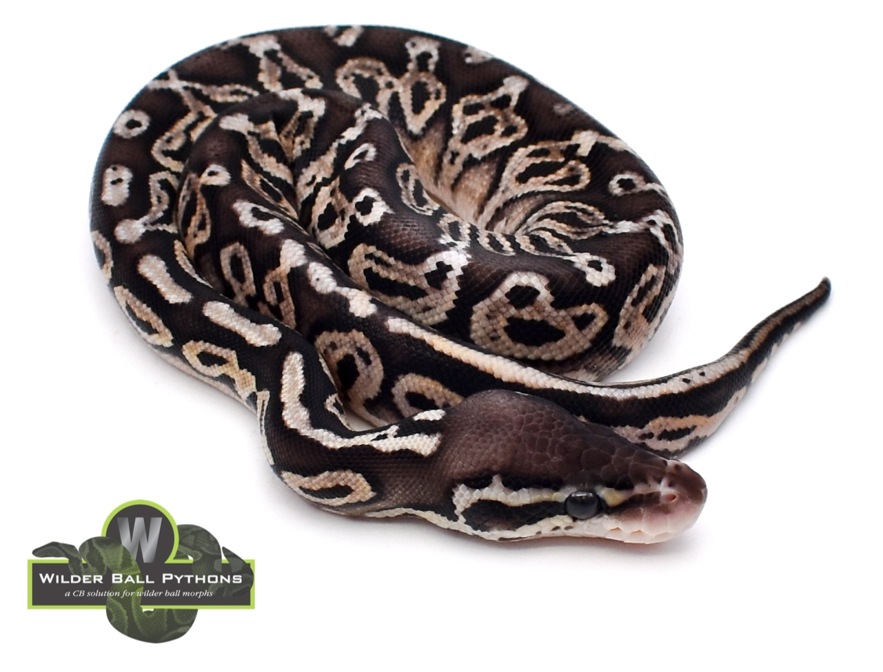 Black Pastel Spotnose Ball Python by Wilder Ball Pythons - MorphMarket