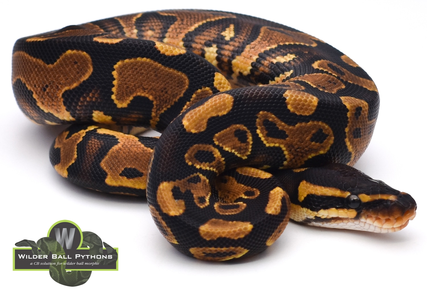 Yellow Belly Ball Python by Wilder Ball Pythons - MorphMarket